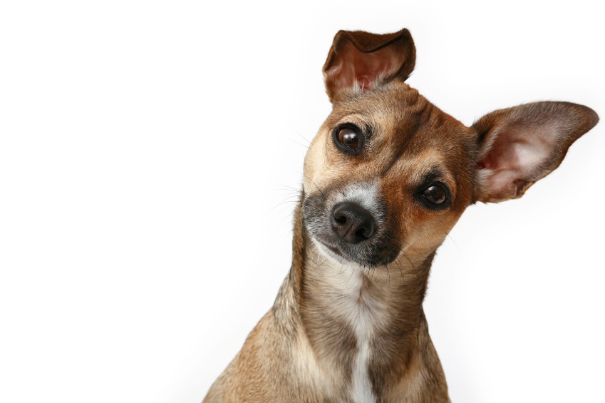 cachorro-curioso cachorro-curioso